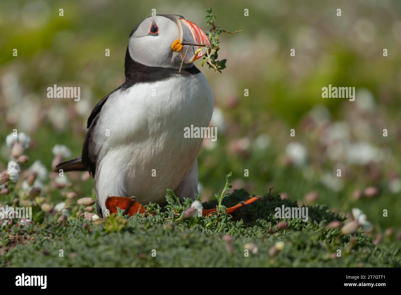 Atlantic puffin (Fratercula arctica) adult bird collecting nesting ...