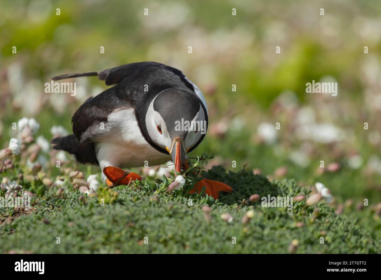 Atlantic puffin (Fratercula arctica) adult bird collecting nesting ...