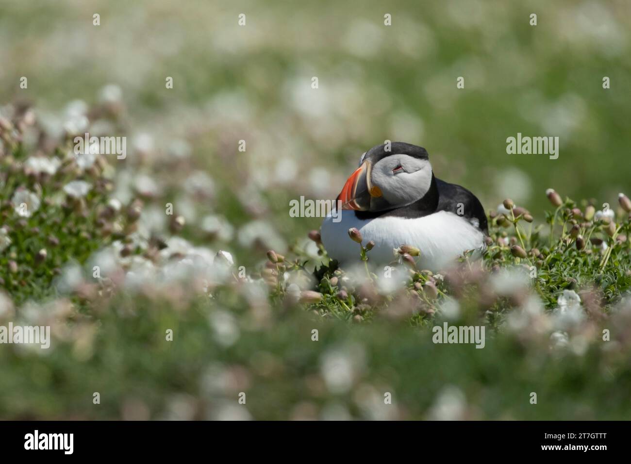 Atlantic puffin (Fratercula arctica) adult bird sleeping amongst ...