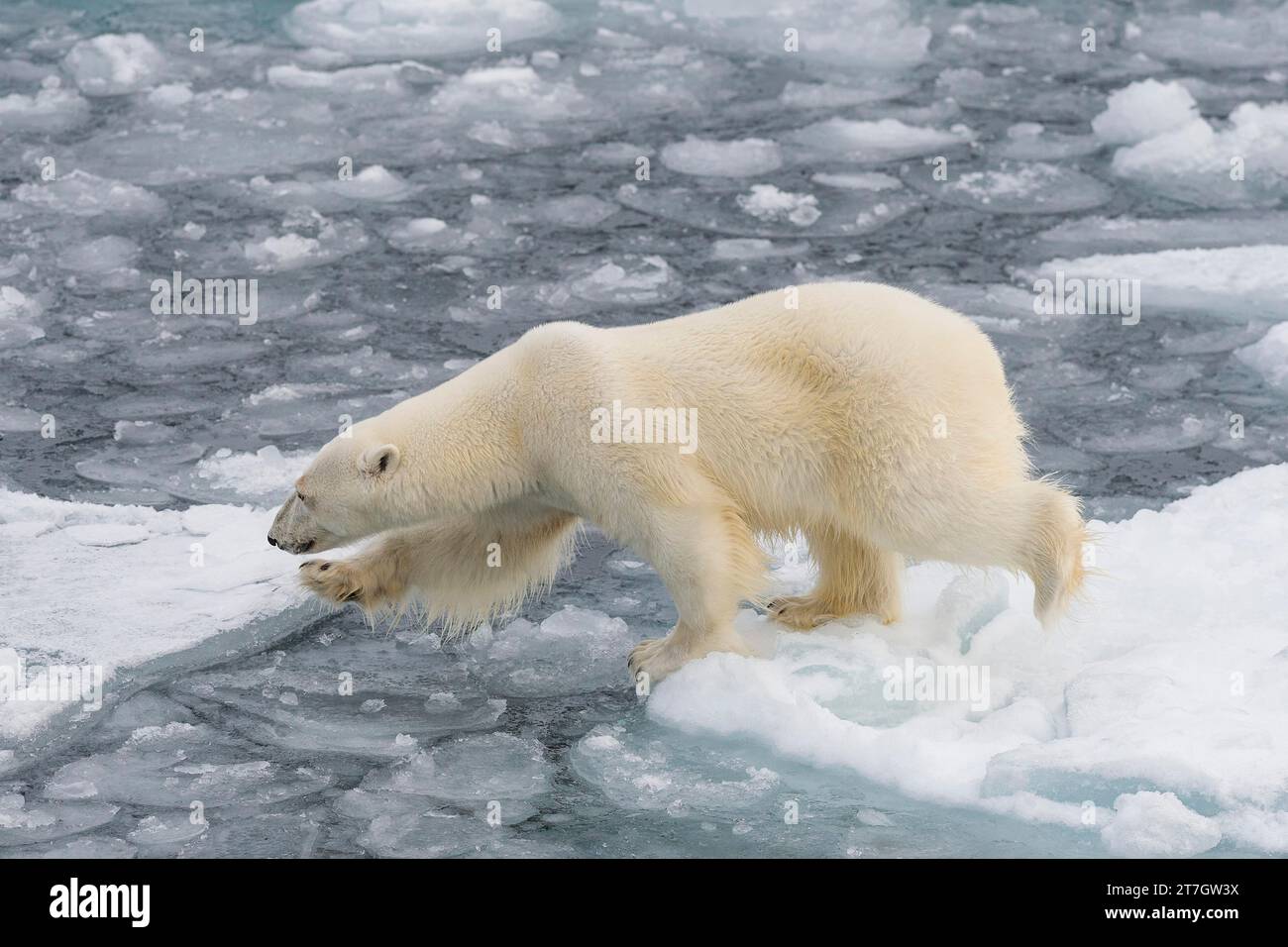 Polar bear (Ursus maritimus) moving on the pack ice, Svalbard Island ...