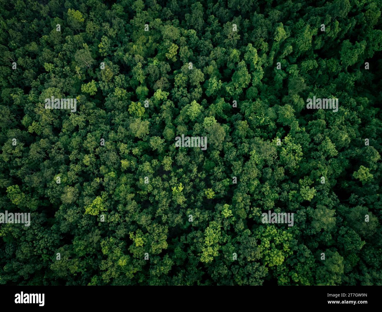 Aerial top view of green trees in forest. Drone view of dense green ...