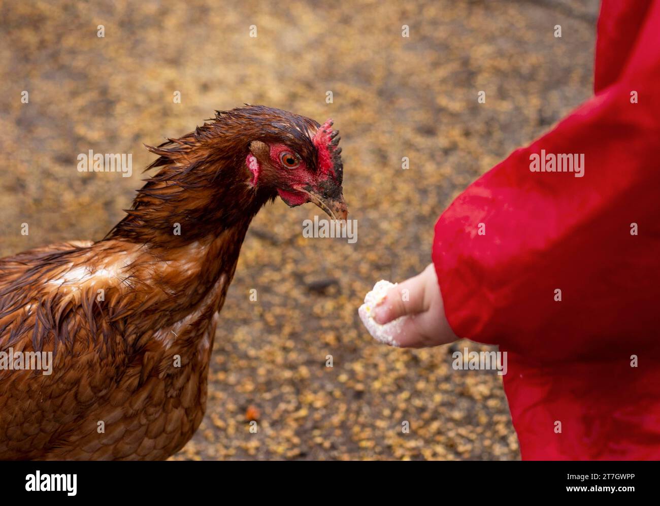 Chicken nugget child hungry hi-res stock photography and images - Alamy