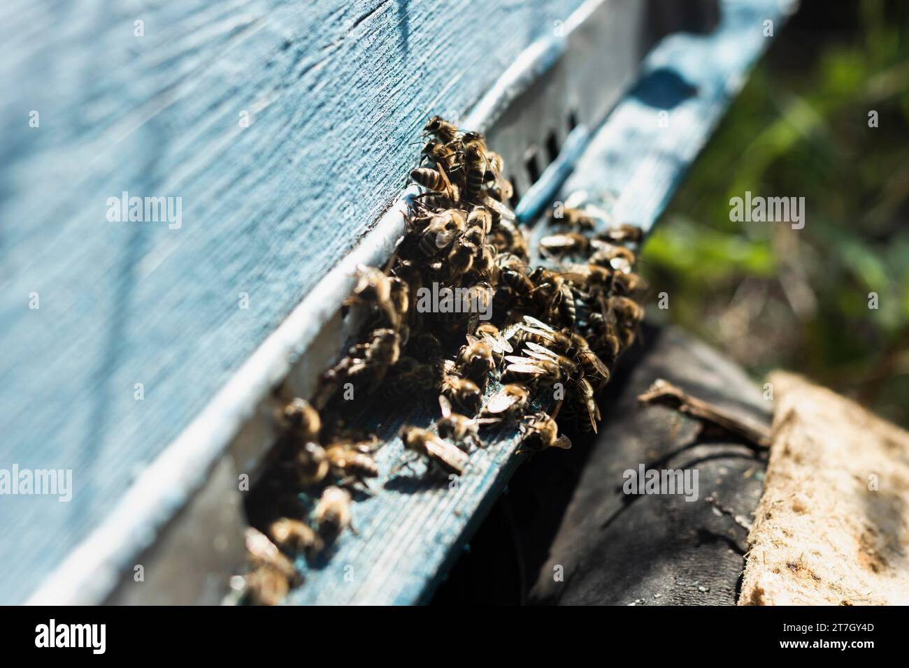 Large group bees outside hive Stock Photo - Alamy