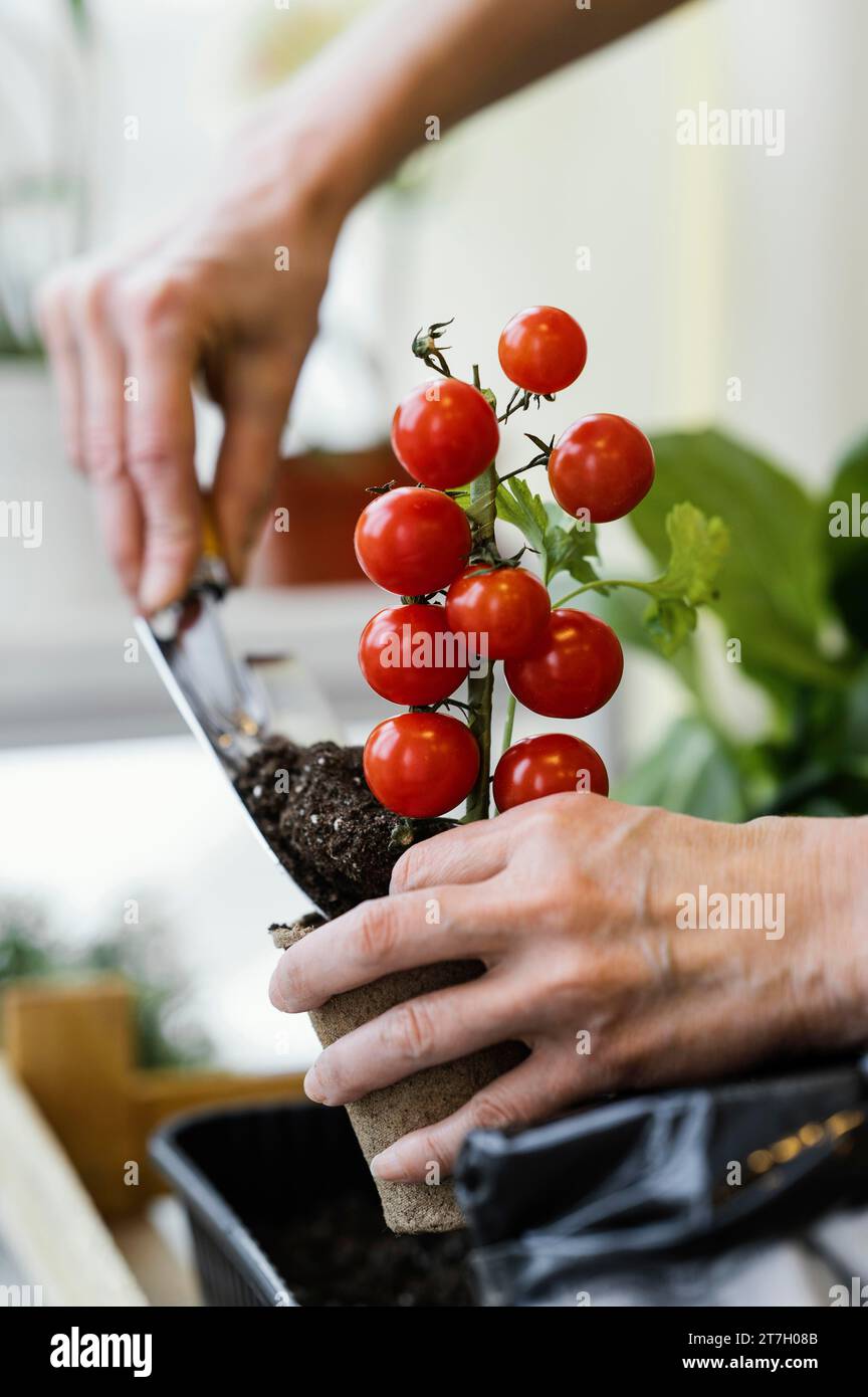 Side view woman planting tomatoes with trowel Stock Photo - Alamy