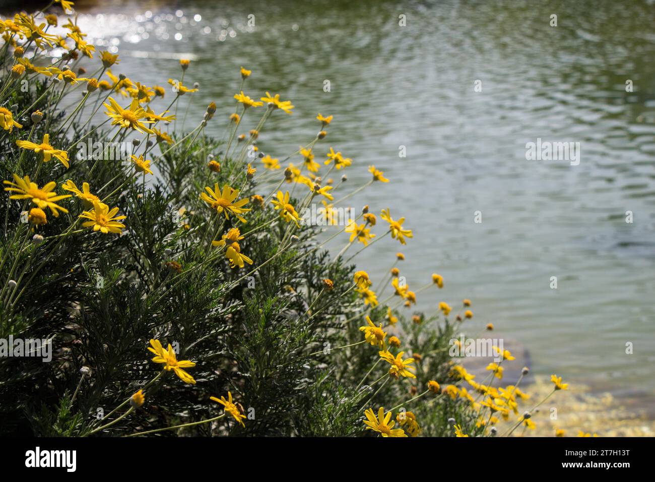 Beautiful colorful natural spring flowers as a nature background Stock ...