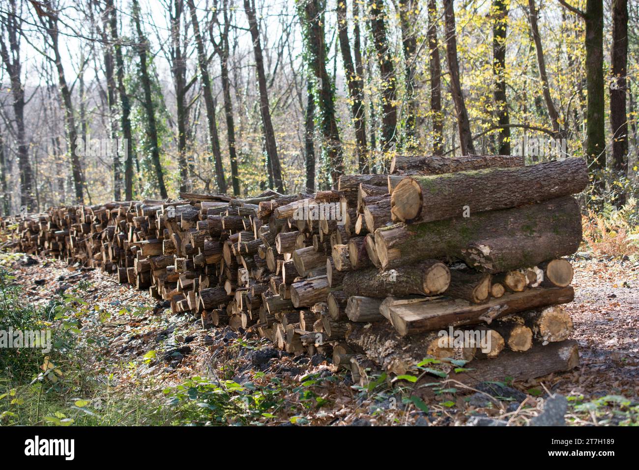 Logs piled on other hi-res stock photography and images - Alamy
