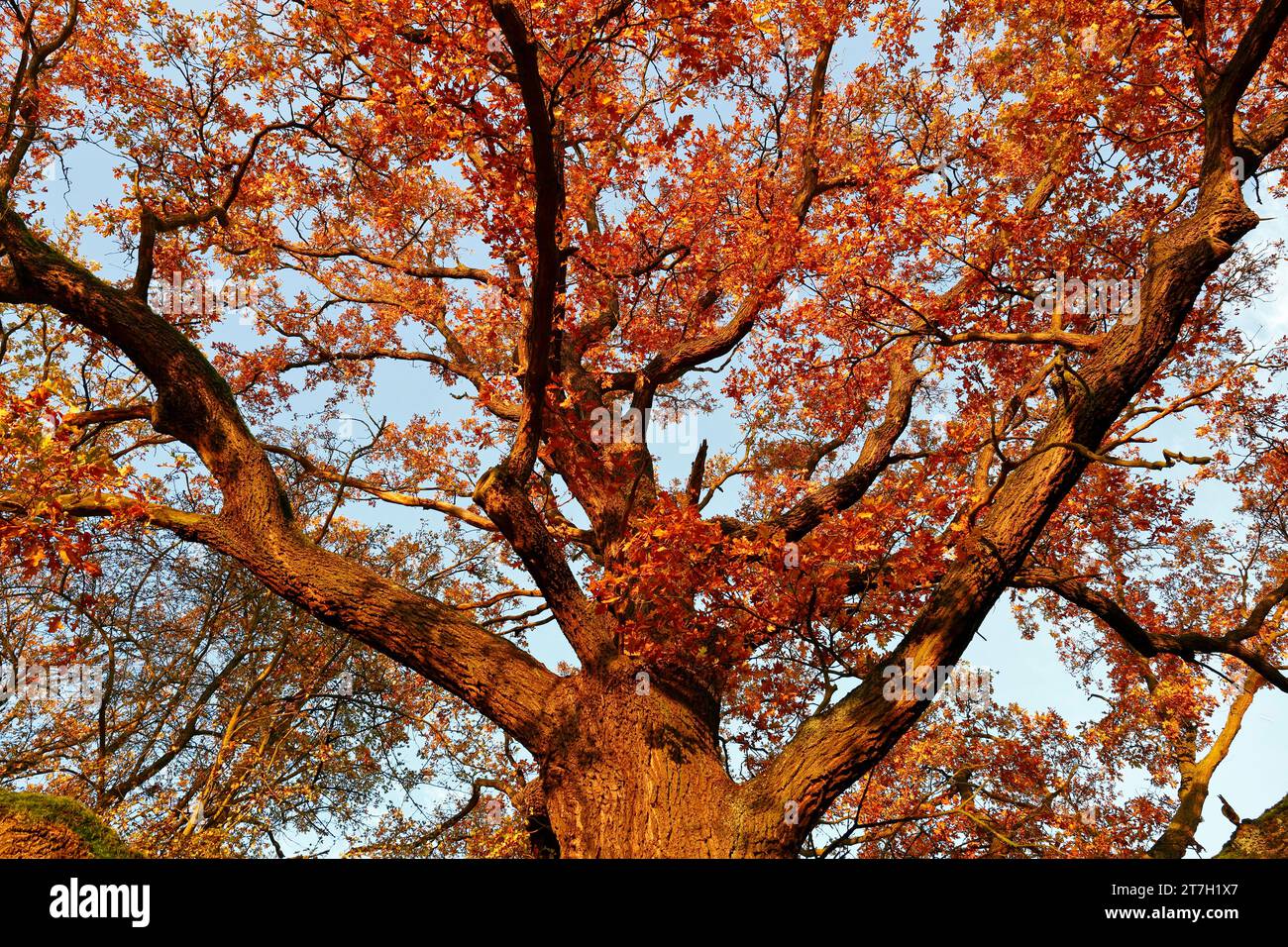 View into the crown of an old oak tree with autumn leaves, Middle Elbe ...