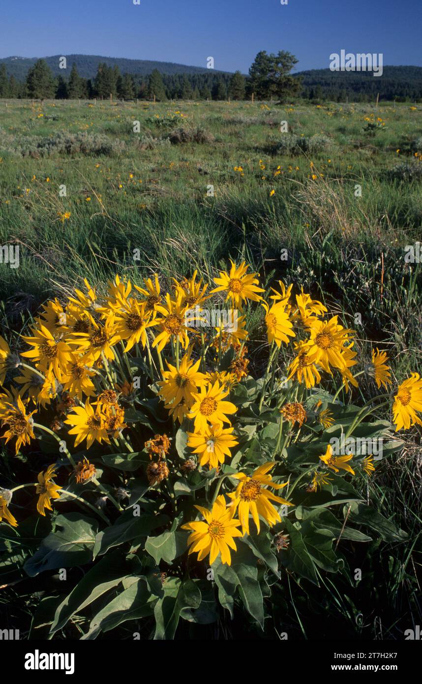 Pilcher park hi-res stock photography and images - Alamy