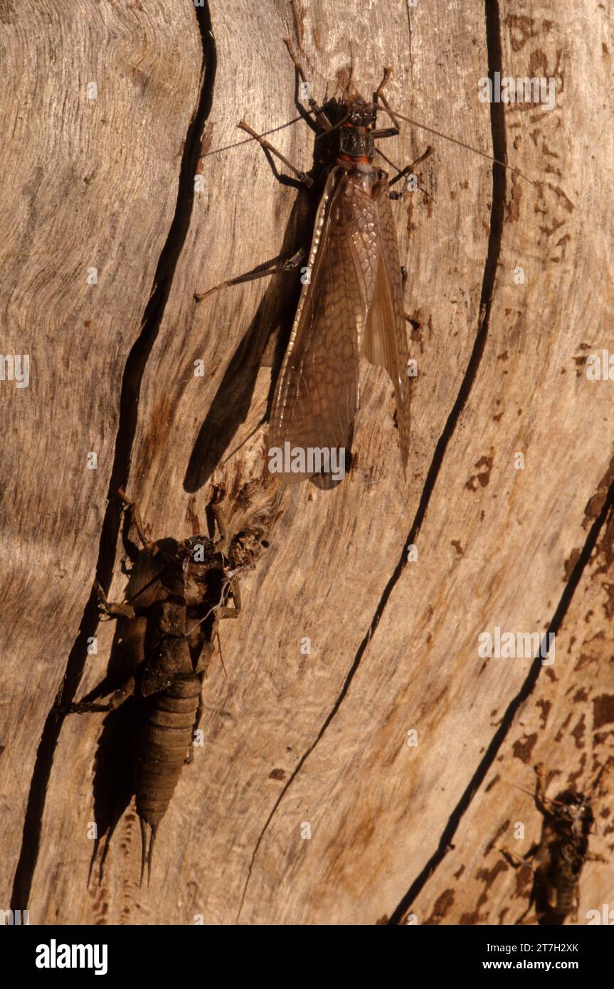 Salmonfly, Deschutes Wild and Scenic River, Prineville District Bureau ...