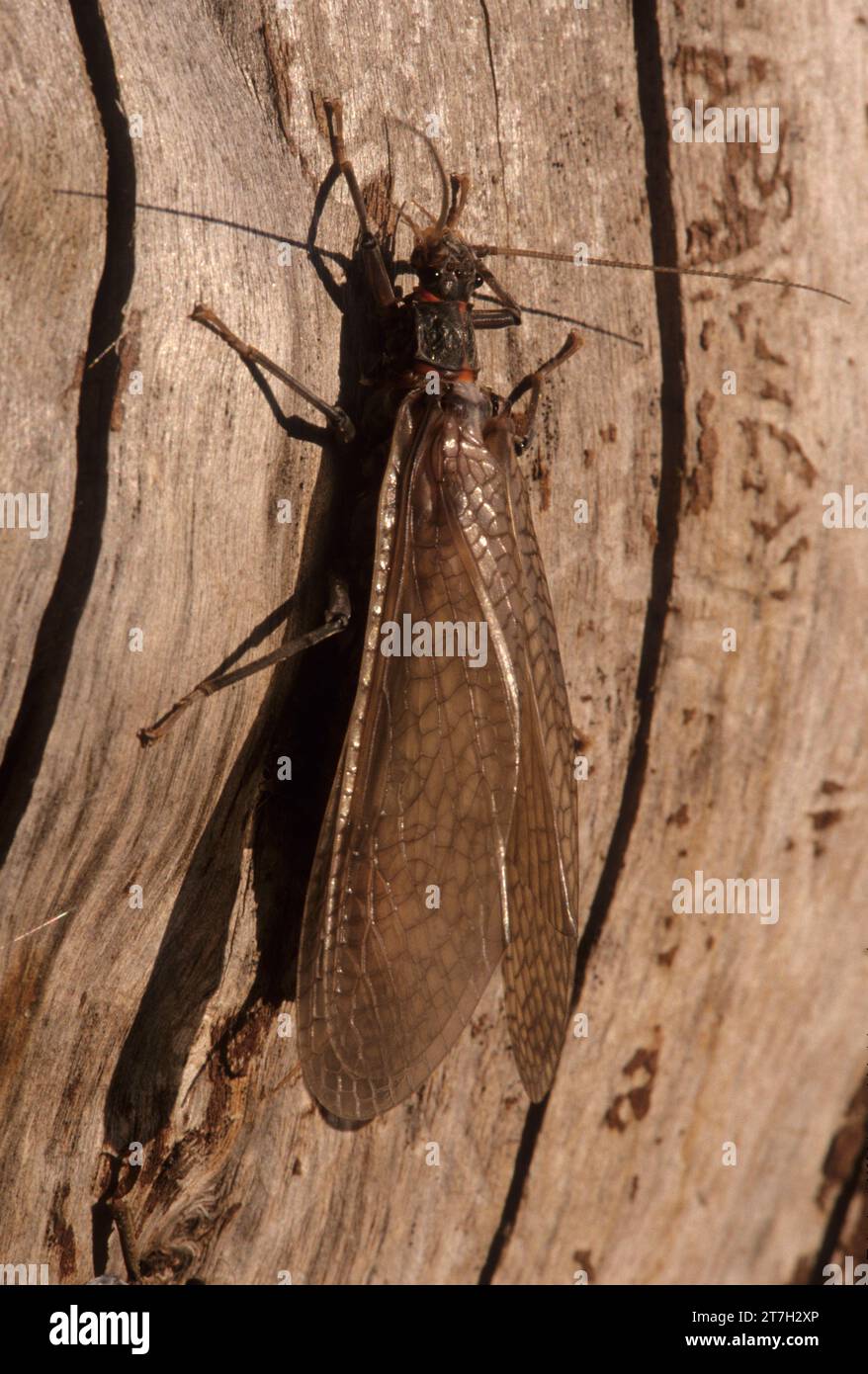 Salmonfly, Deschutes Wild and Scenic River, Prineville District Bureau ...