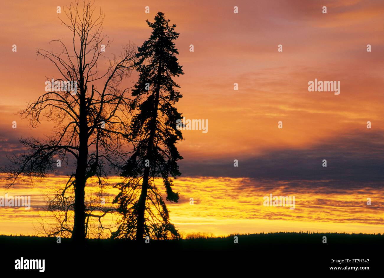 Ranch tree sunrise near Fort Klamath, Klamath County, Oregon Stock ...