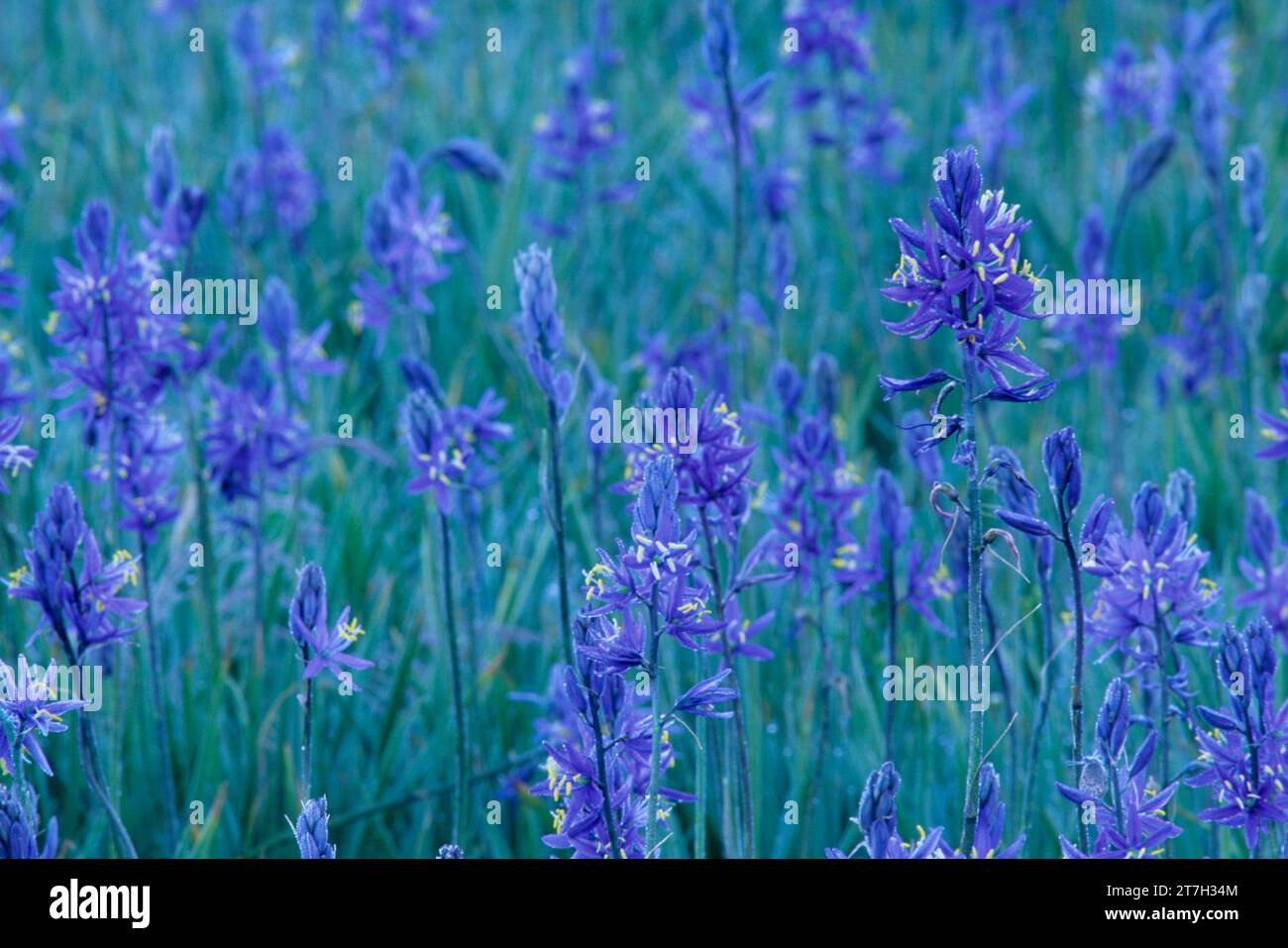 Common pacific northwest flower hi-res stock photography and images - Alamy