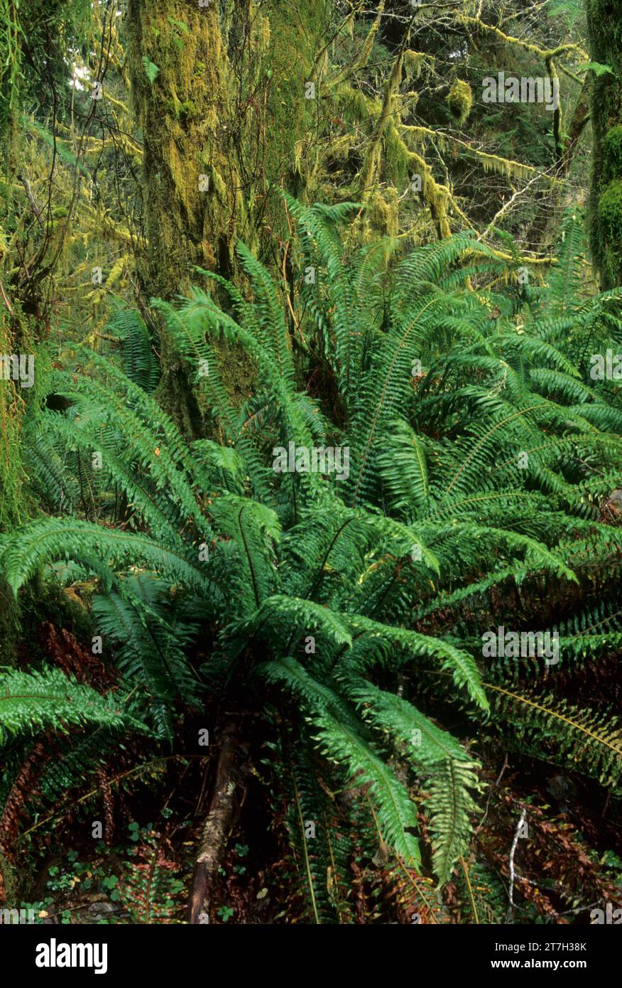 Western sword fern (Polystichum munitum) in ancient forest, Cummins ...