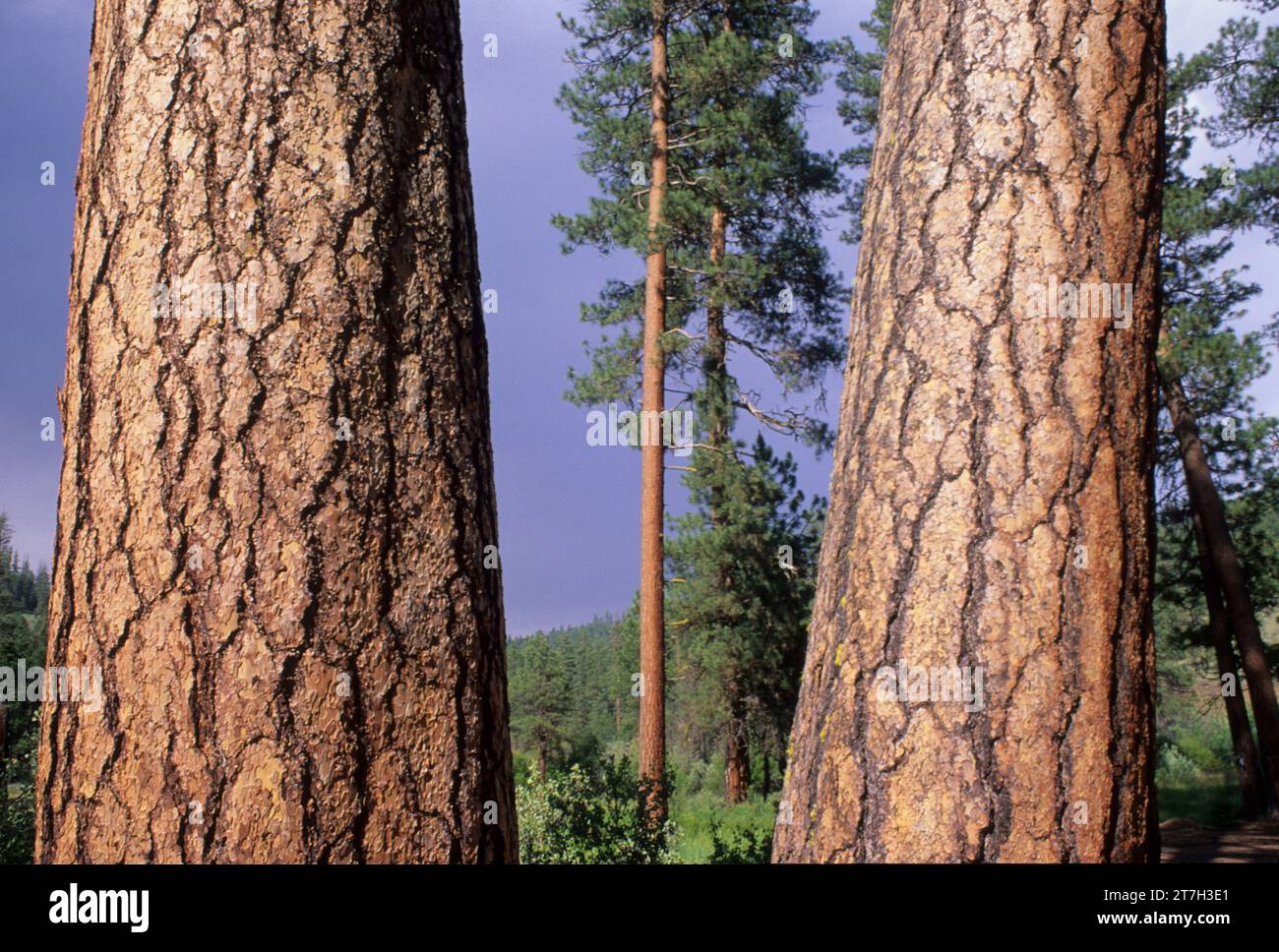 Ponderosa pine, Ochoco National Forest, Oregon Stock Photo - Alamy