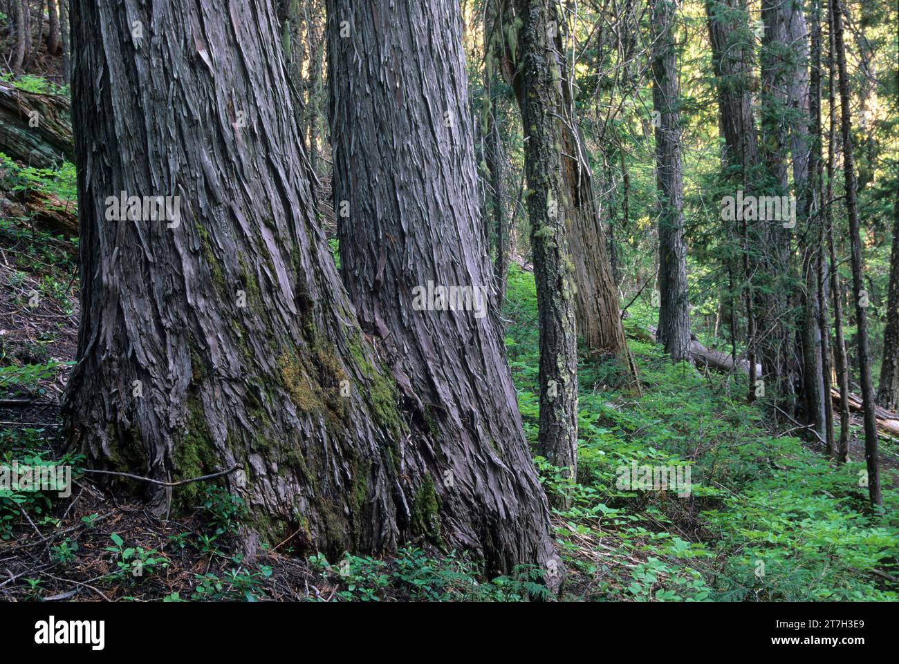 Alaska cedar, Cedar Grove Botanical Area, Malheur National Forest ...