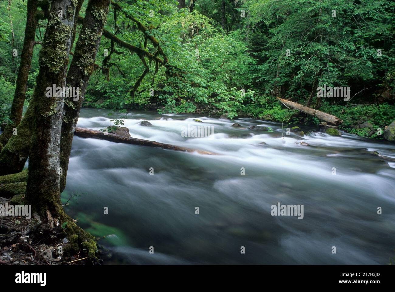 West fork hood river hi-res stock photography and images - Alamy