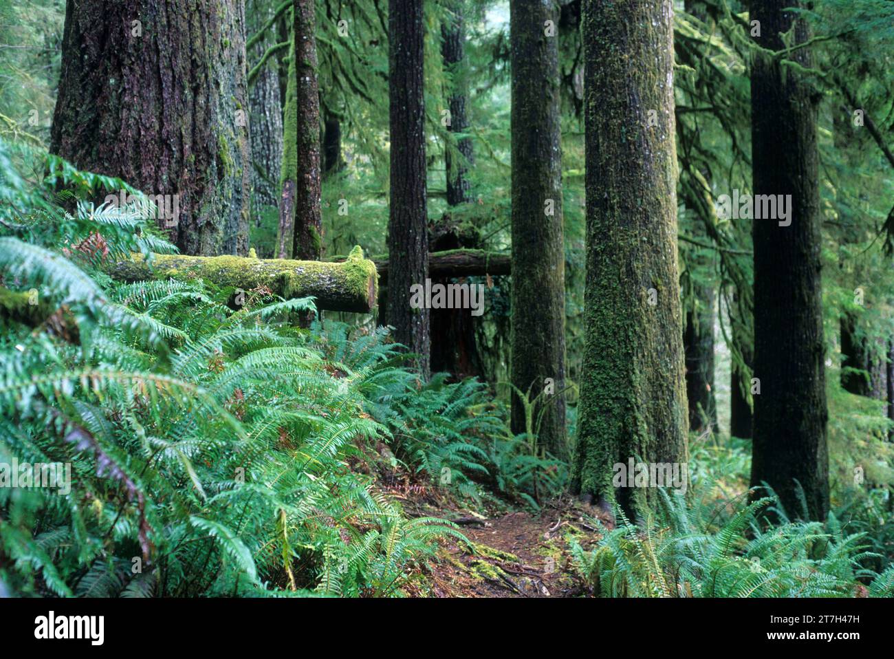 Ancient forest along North Fork Smith River Trail, Kentucky Falls ...
