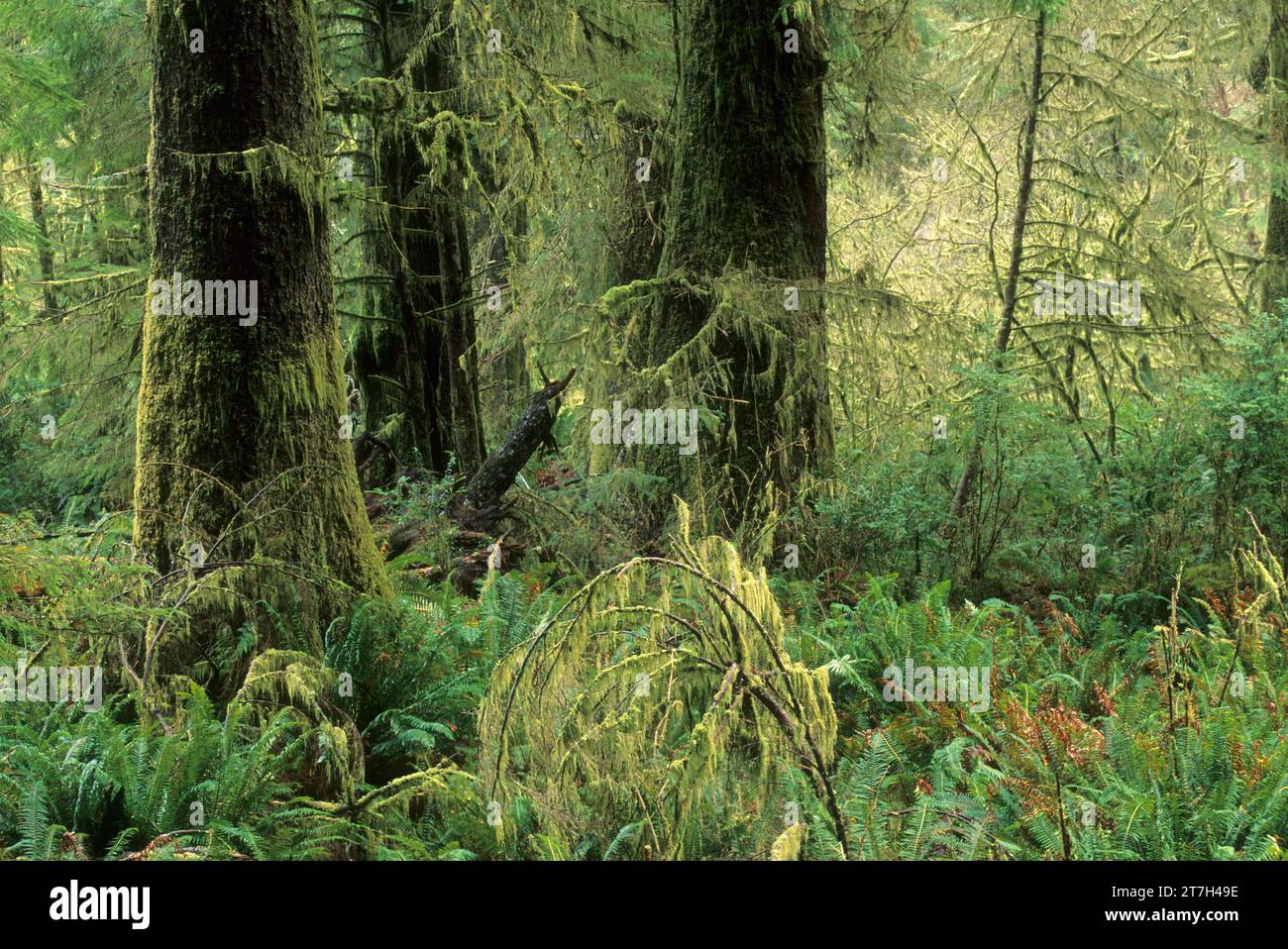 Ancient forest near Cummins Creek, Cummins Creek Wilderness, Siuslaw ...