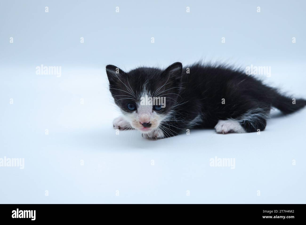 Asian cat on white background. closeup cute pet kitten portrait on ...