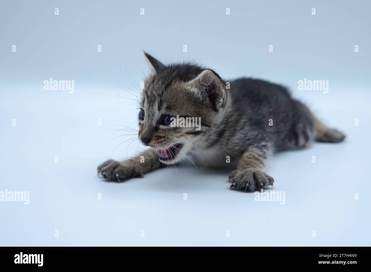 Asian cat on white background. closeup cute pet kitten portrait on ...