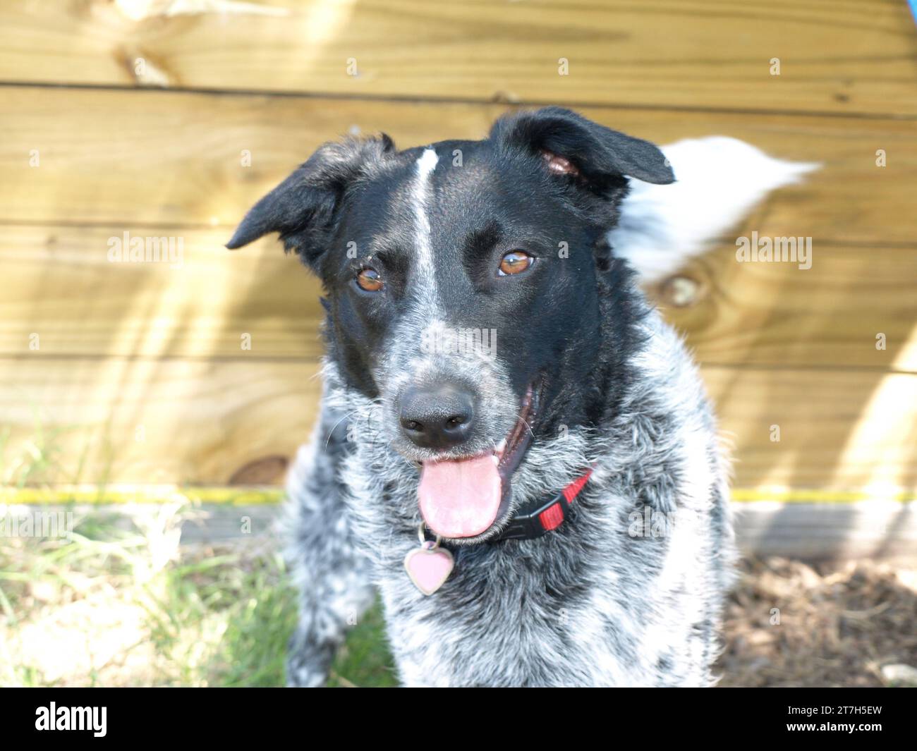 Blue Heeler Dog Stock Photo - Alamy