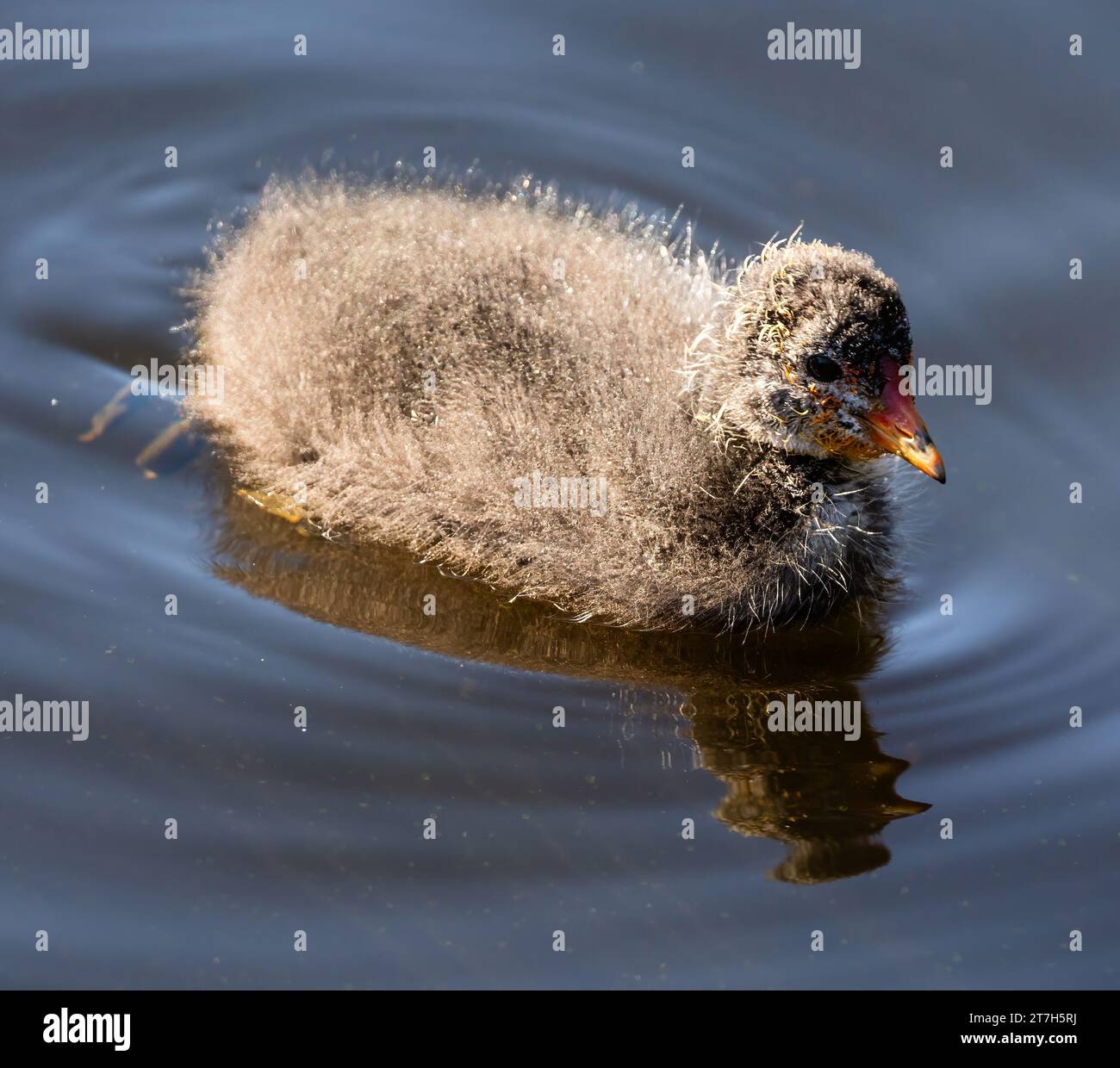 Dusky moorhen australian waterbird hi-res stock photography and images ...