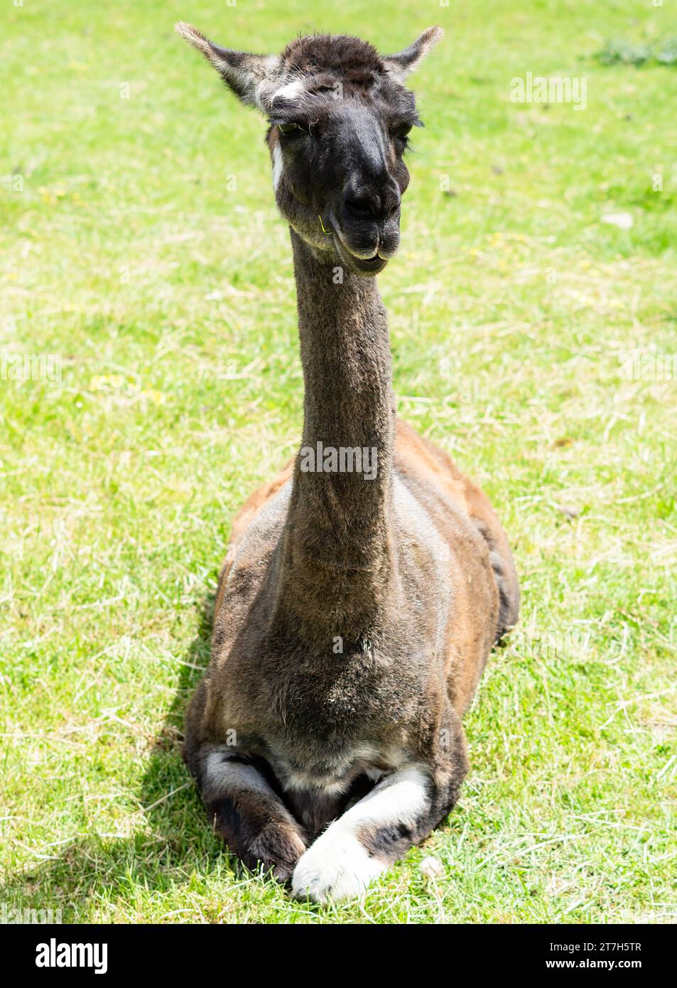 Myuna hi-res stock photography and images - Alamy