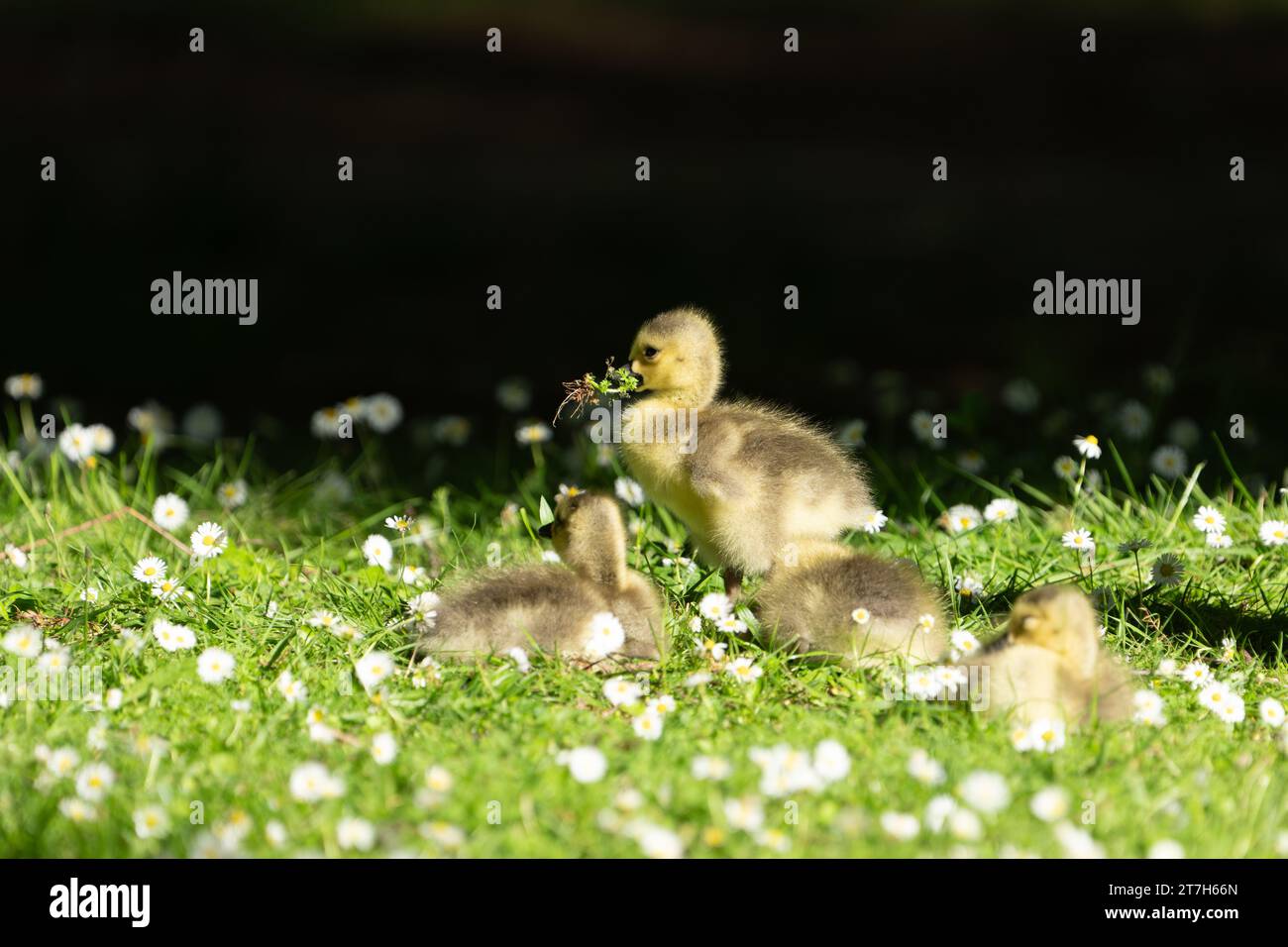Soft golden Canada goose gosling group in grass and daisy flowers with ...