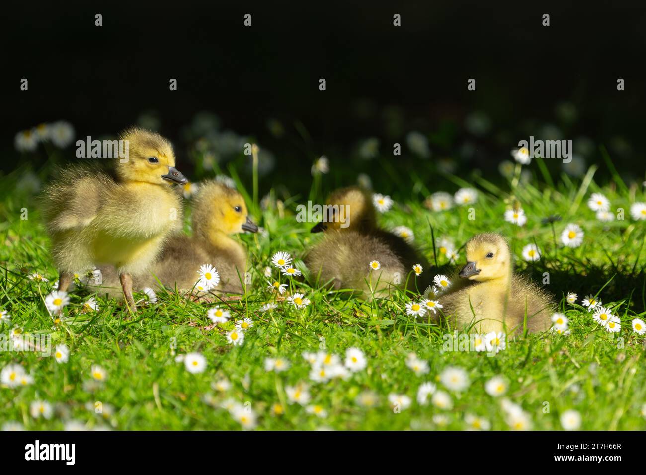 Gosling group hi-res stock photography and images - Alamy