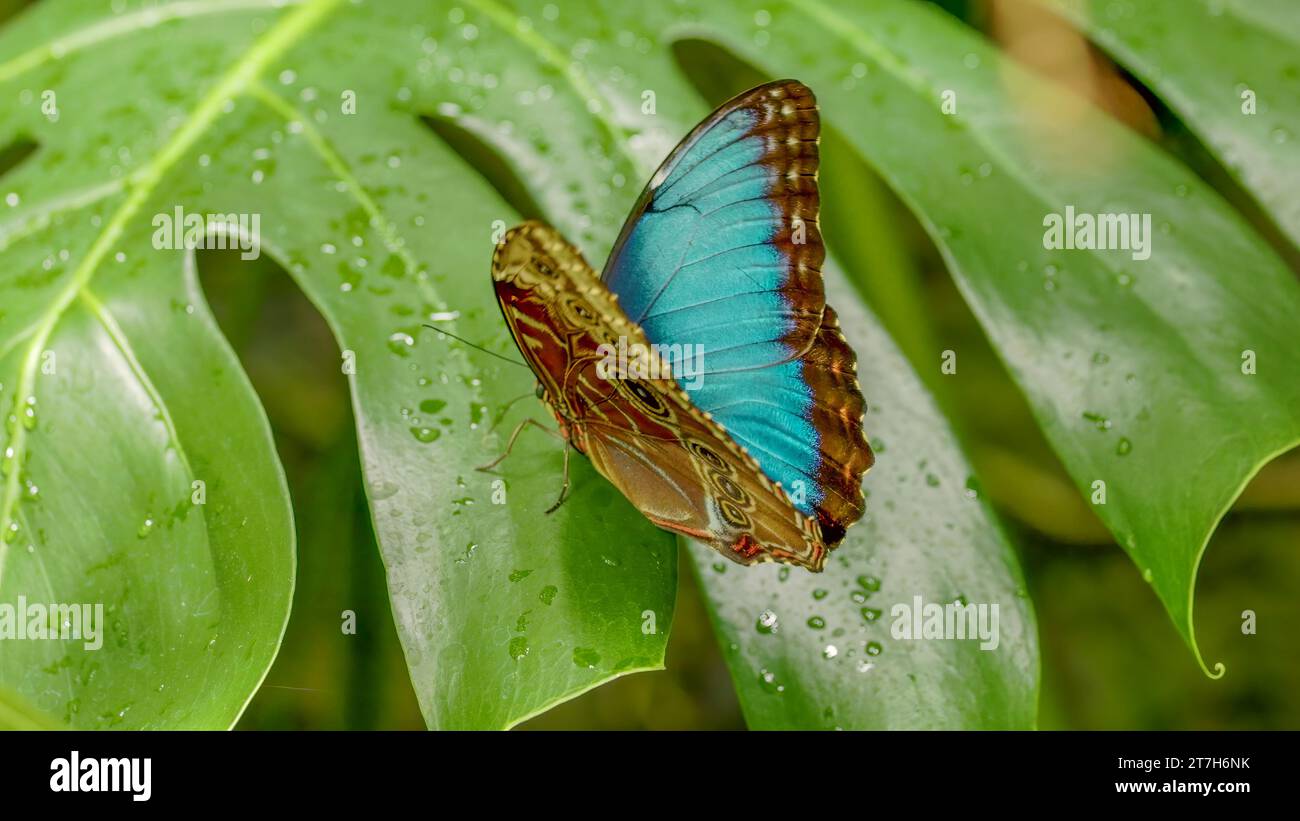 a blue morpho butterfly showing both its wings sides while resting on ...