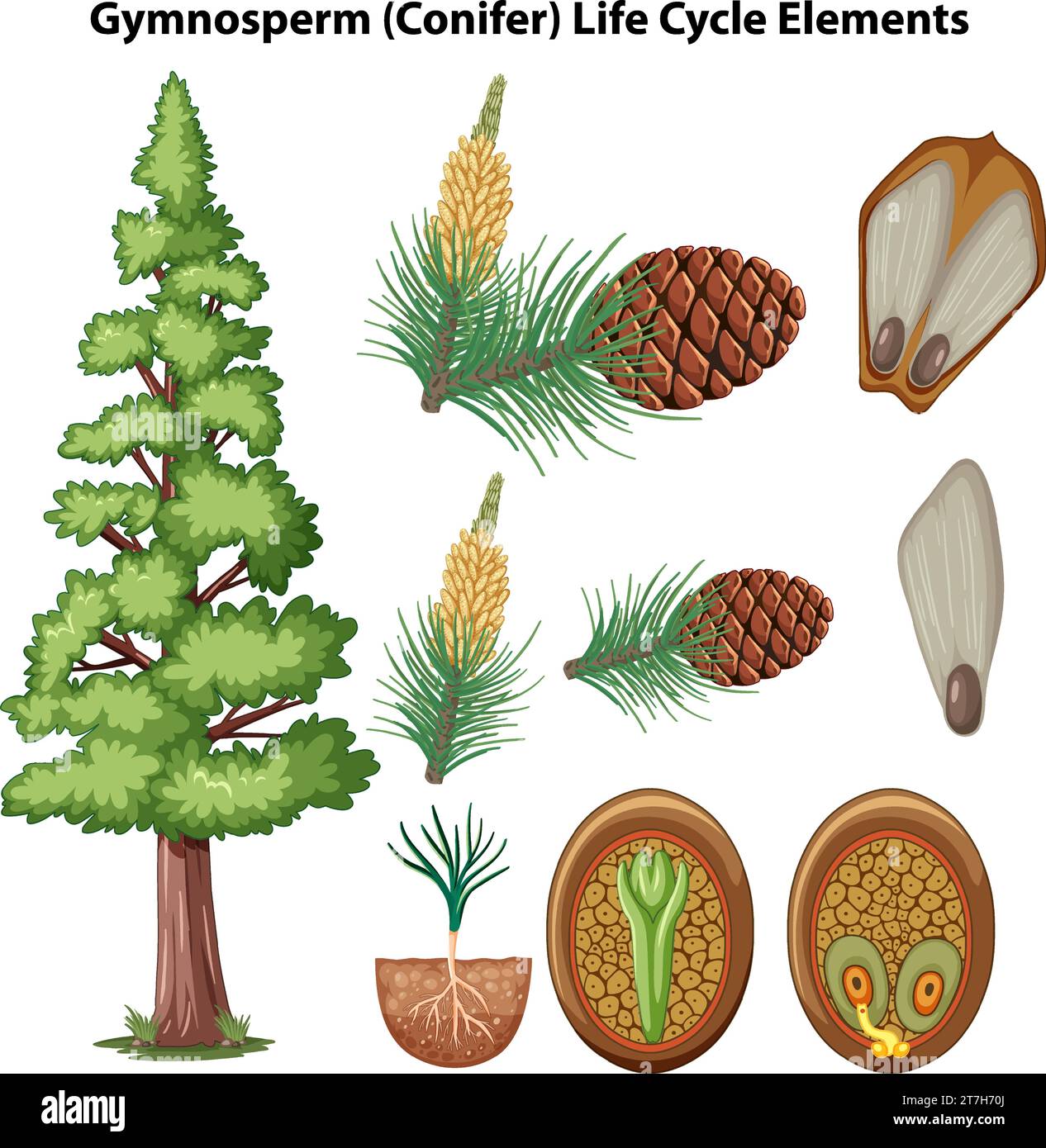 Illustration depicting the various elements and life cycle of conifer ...