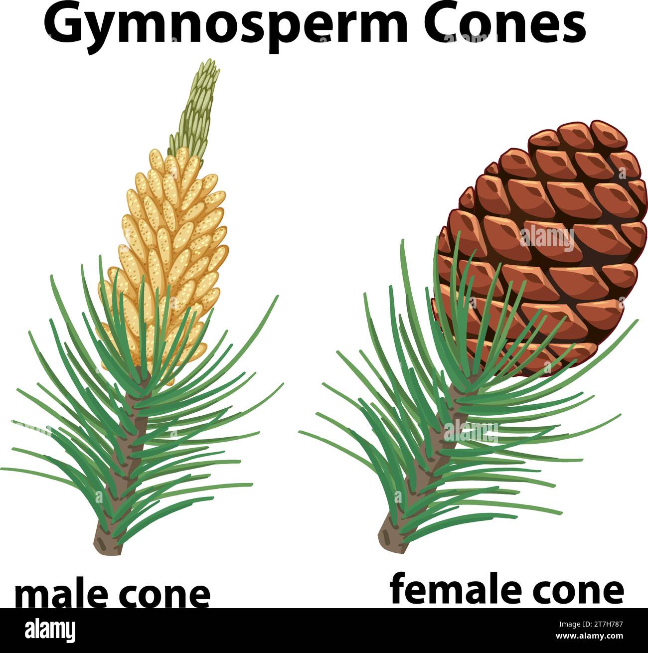 Gymnosperm Cone Examples At Kerri Franklin Blog Gymnosperm Cone Examples At Kerri Franklin Blog