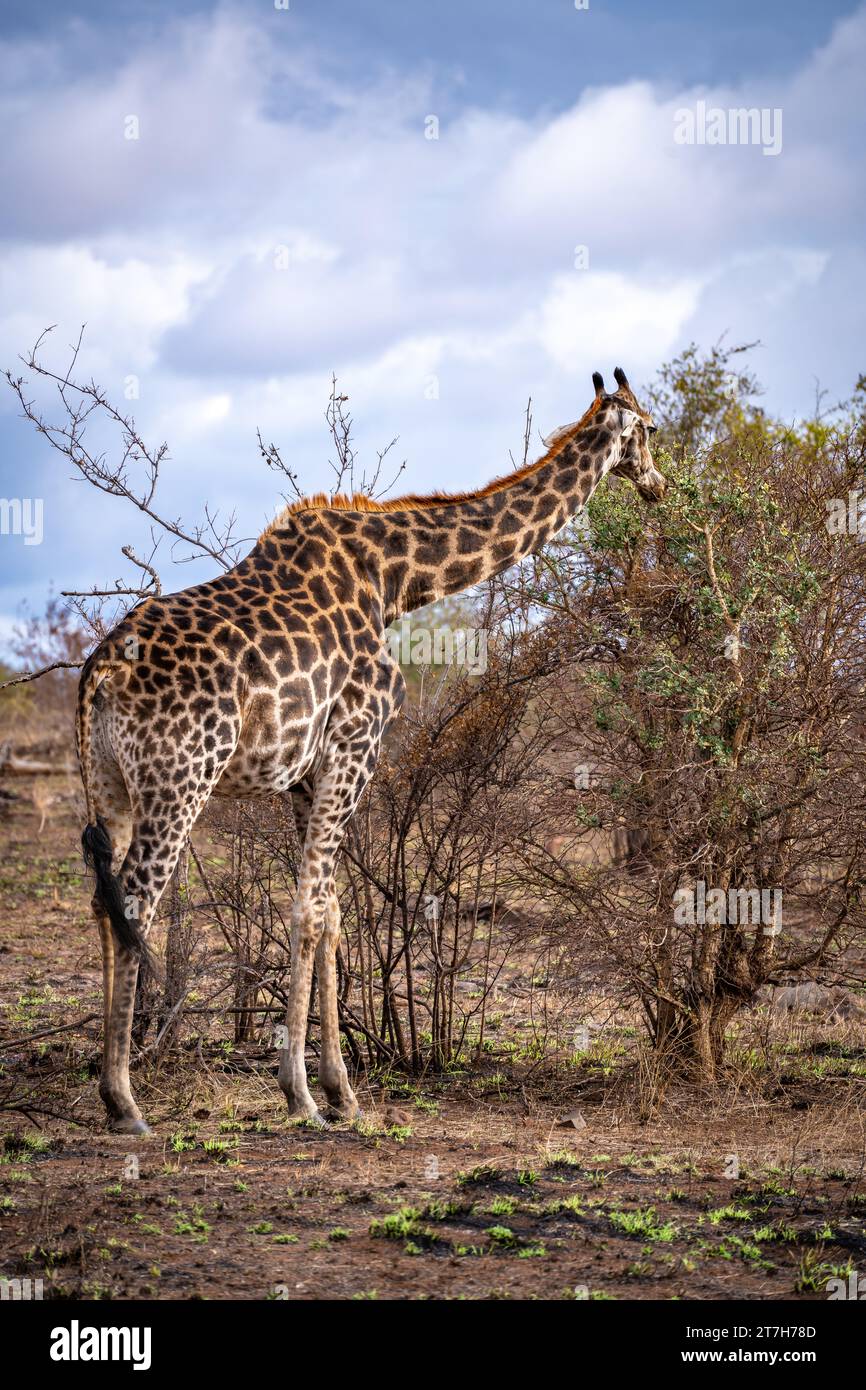 Wild Giraffe close ups in Kruger National Park, South Africa Stock ...
