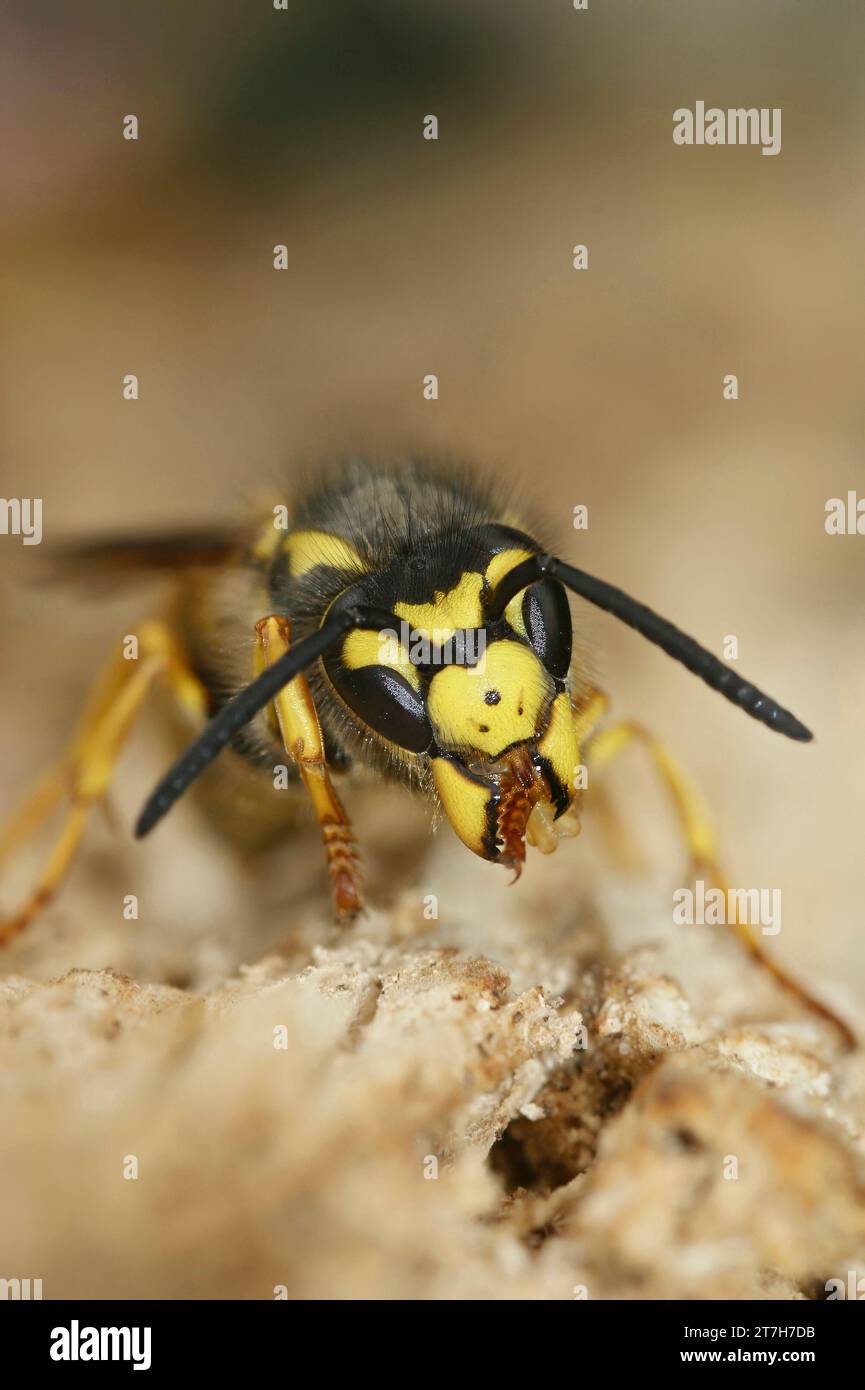 Natural frontal closeup on a German yellowjacket wasp, Vespula ...