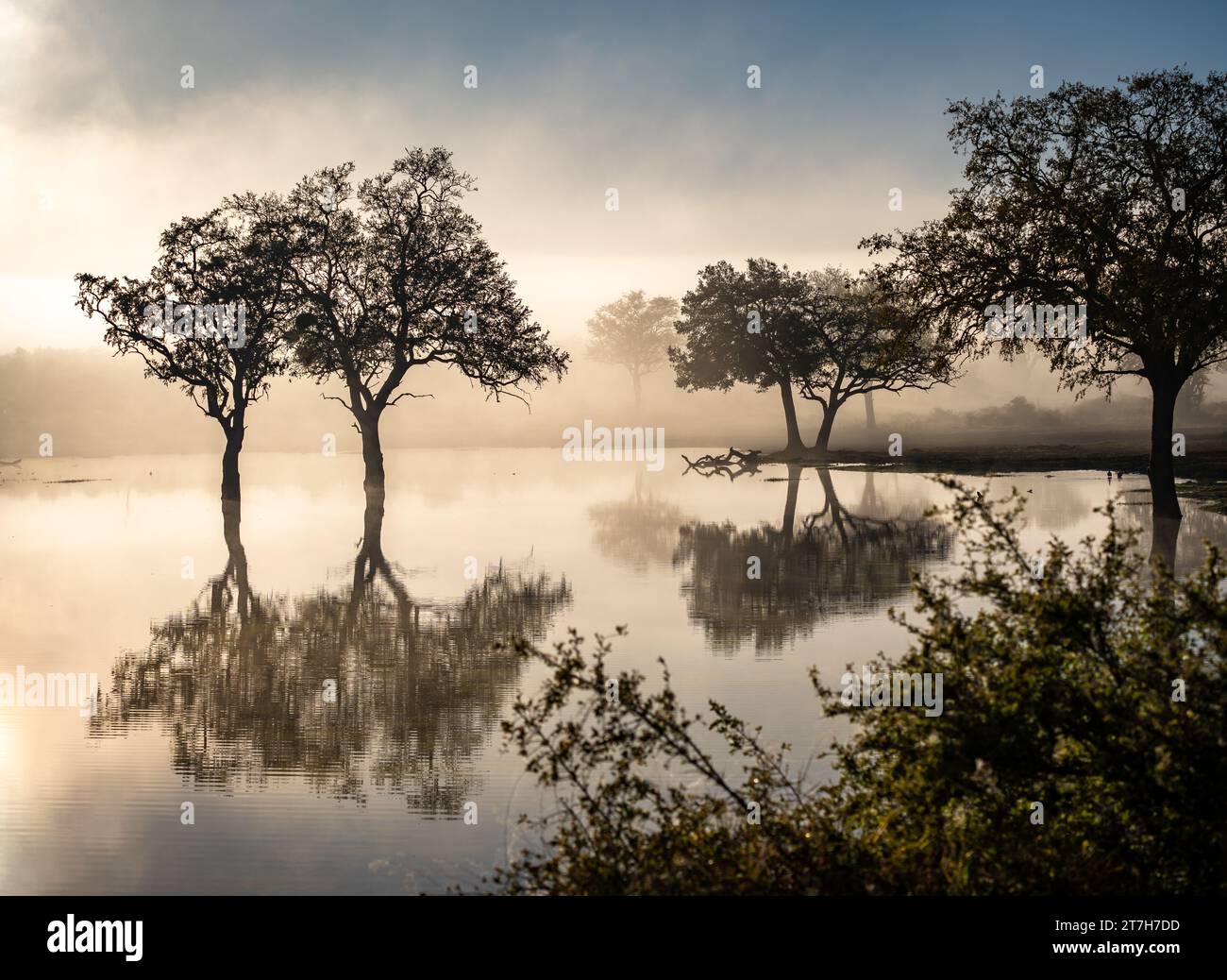 Savannah pond in the morning fog in Kruger National Park, South Africa ...