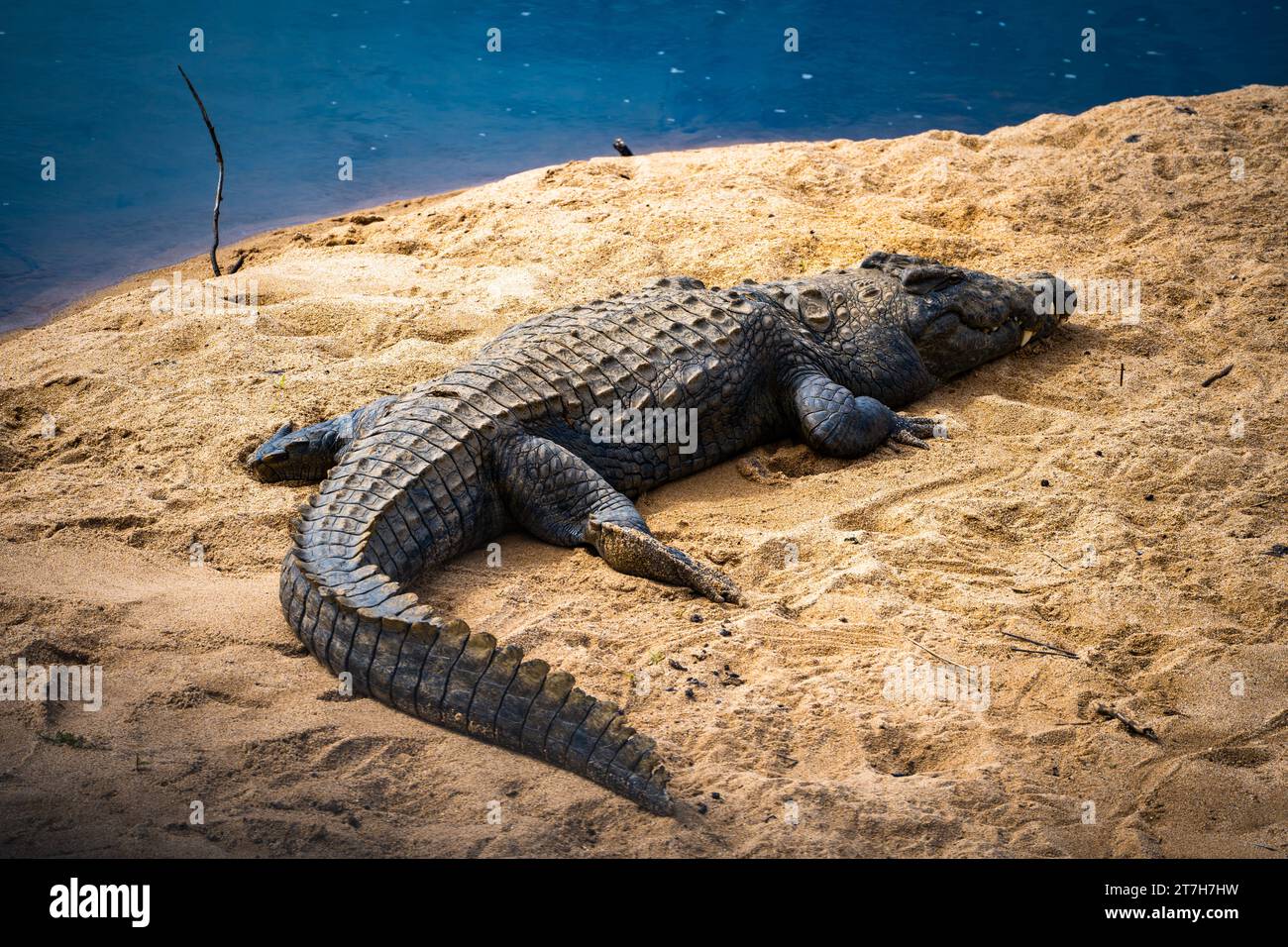 Wild Crocodile close ups in Kruger National Park, South Africa Stock ...