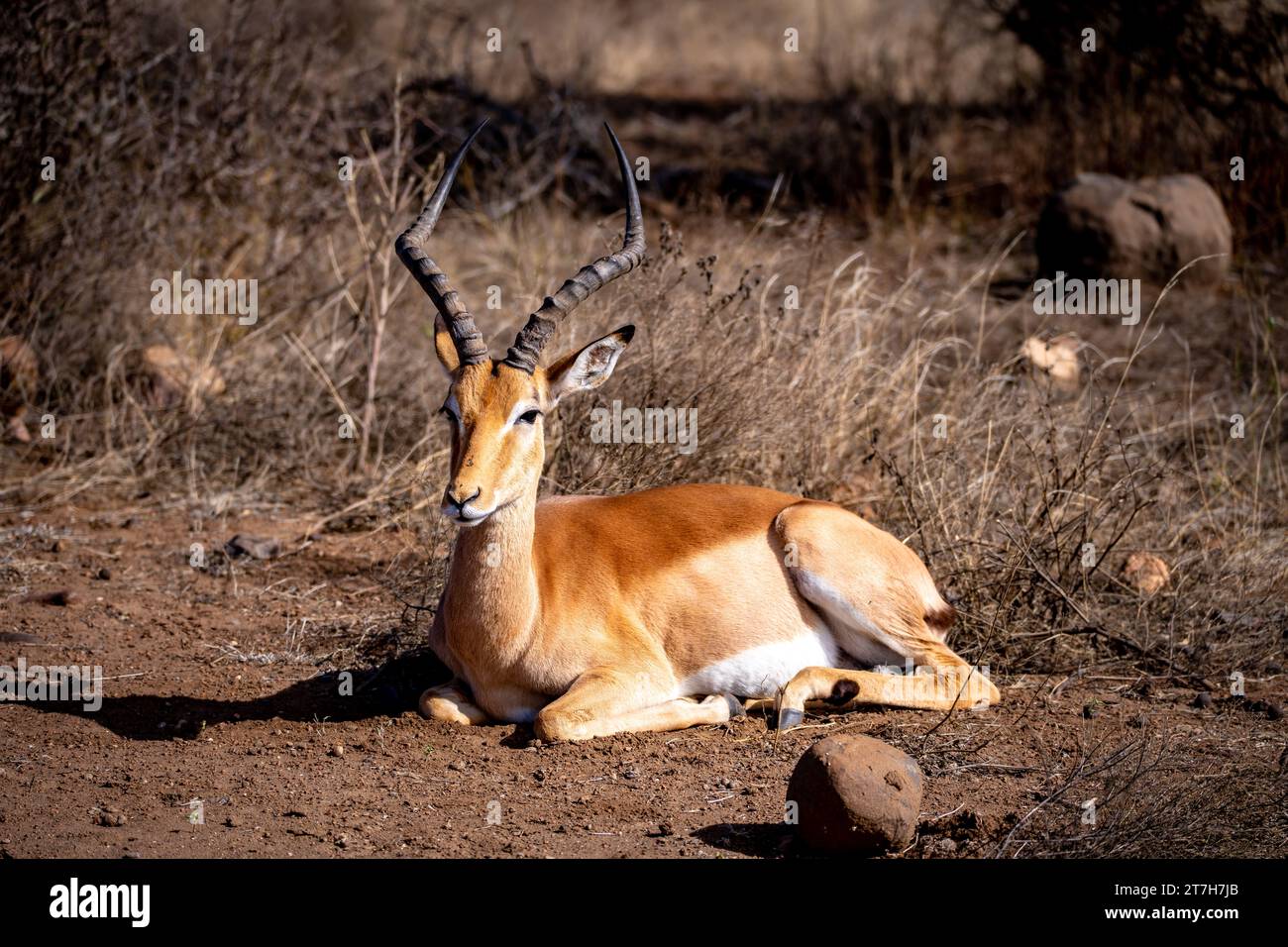 Wild impala close ups in Kruger National Park, South Africa Stock Photo ...