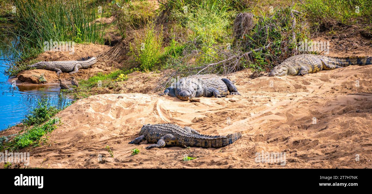 Wild Crocodile close ups in Kruger National Park, South Africa Stock ...
