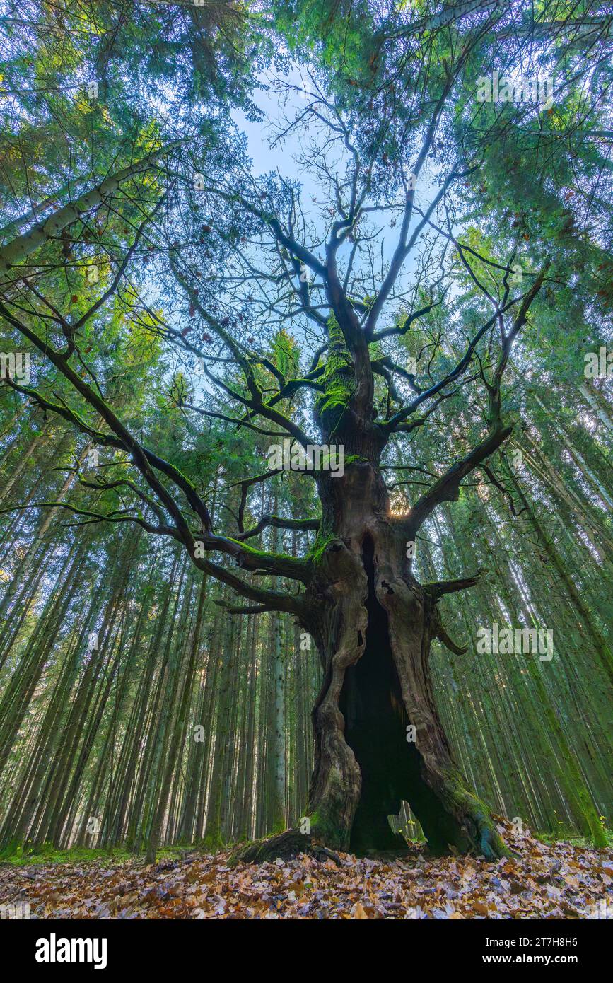An old oak tree with a large burnt hollow inside Stock Photo - Alamy