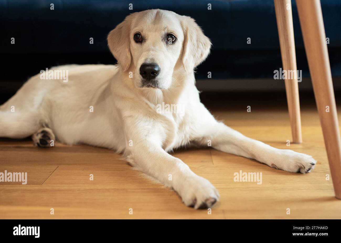 Tired sleepy golden retriever hi-res stock photography and images - Alamy