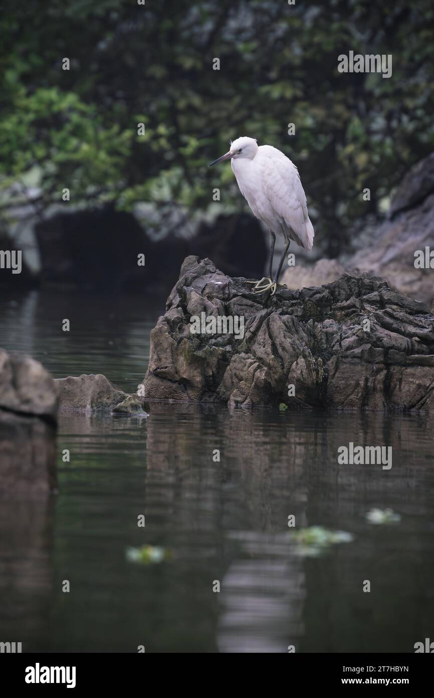 White Little Egret, latin Egretta garzetta, bird sitting on rock along ...
