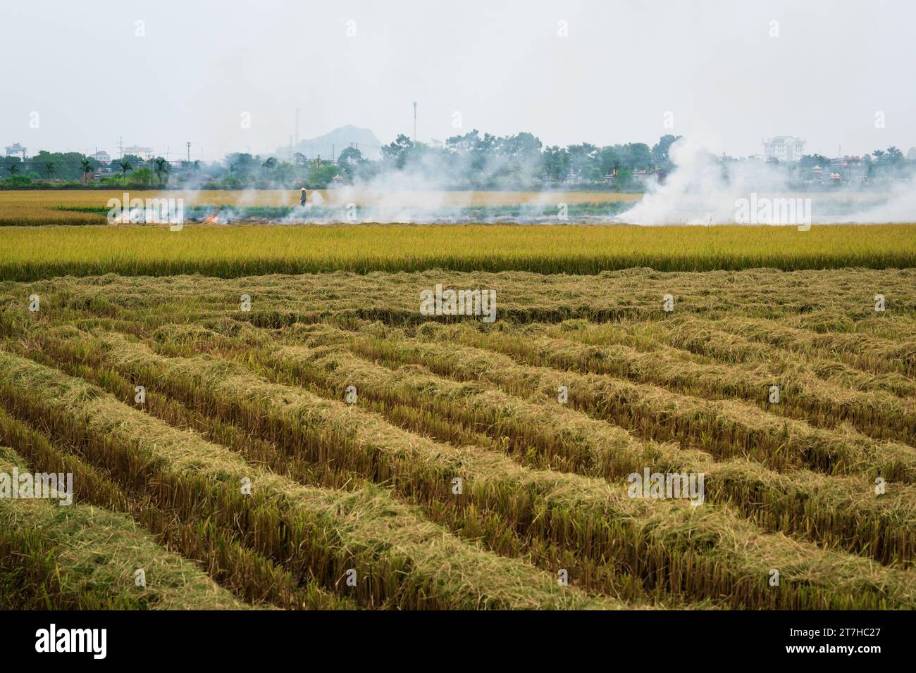 Burning of the rice field after harvest in the so called burning season ...