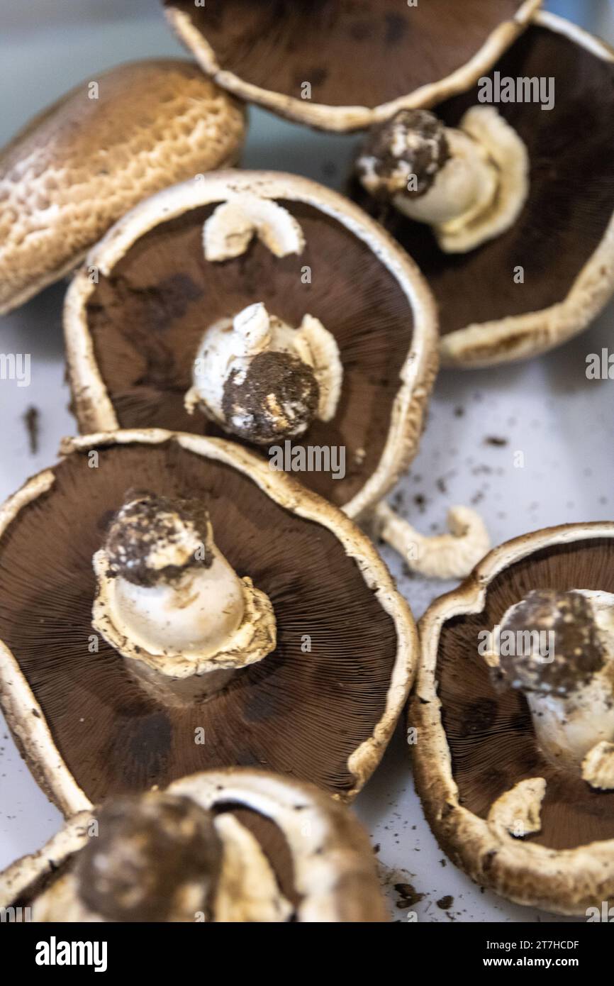 Big Portobello Mushrooms shot vertically Stock Photo - Alamy