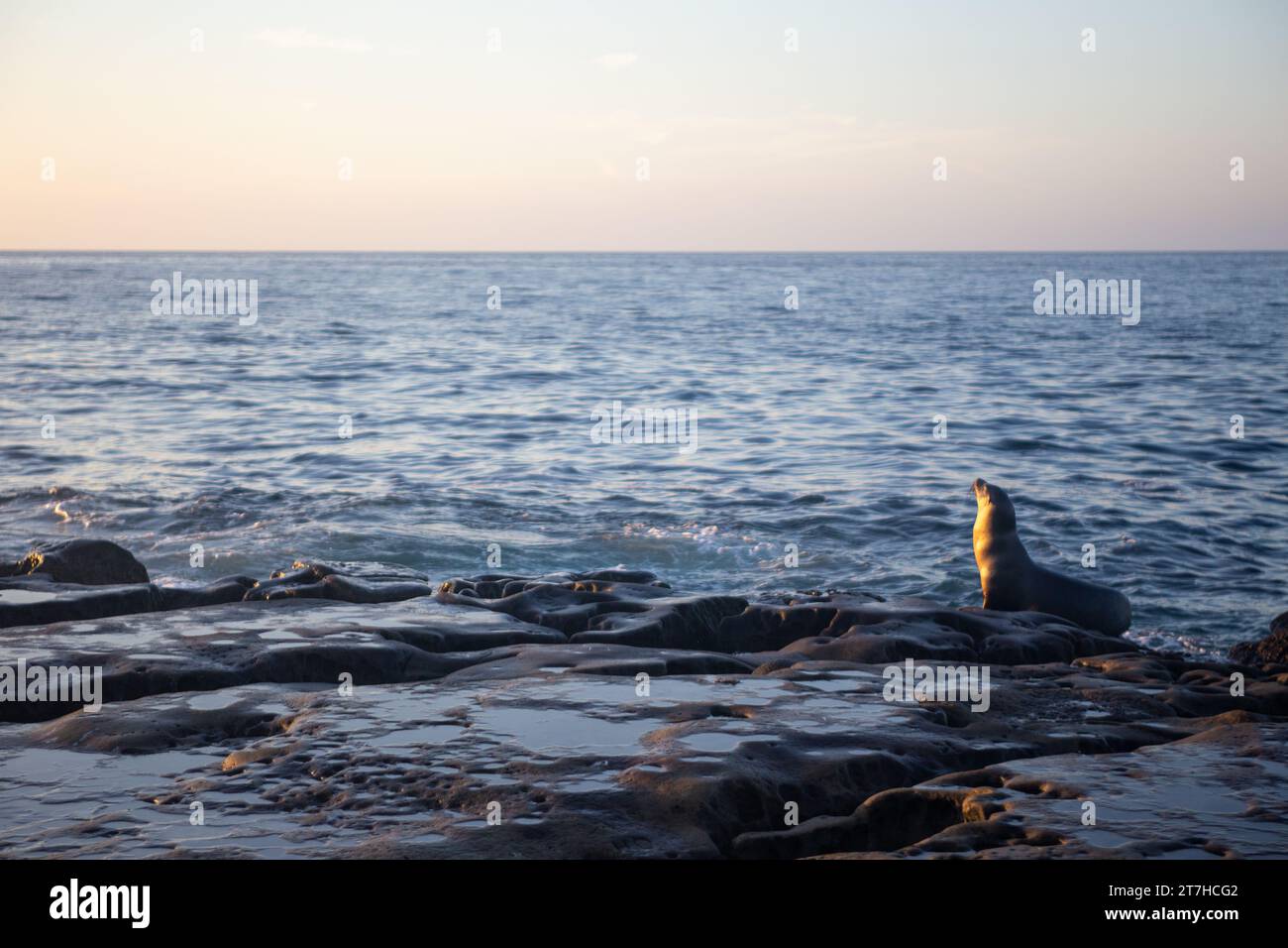 Single Sea Lion enjoying the ocean as the sun sets Stock Photo - Alamy