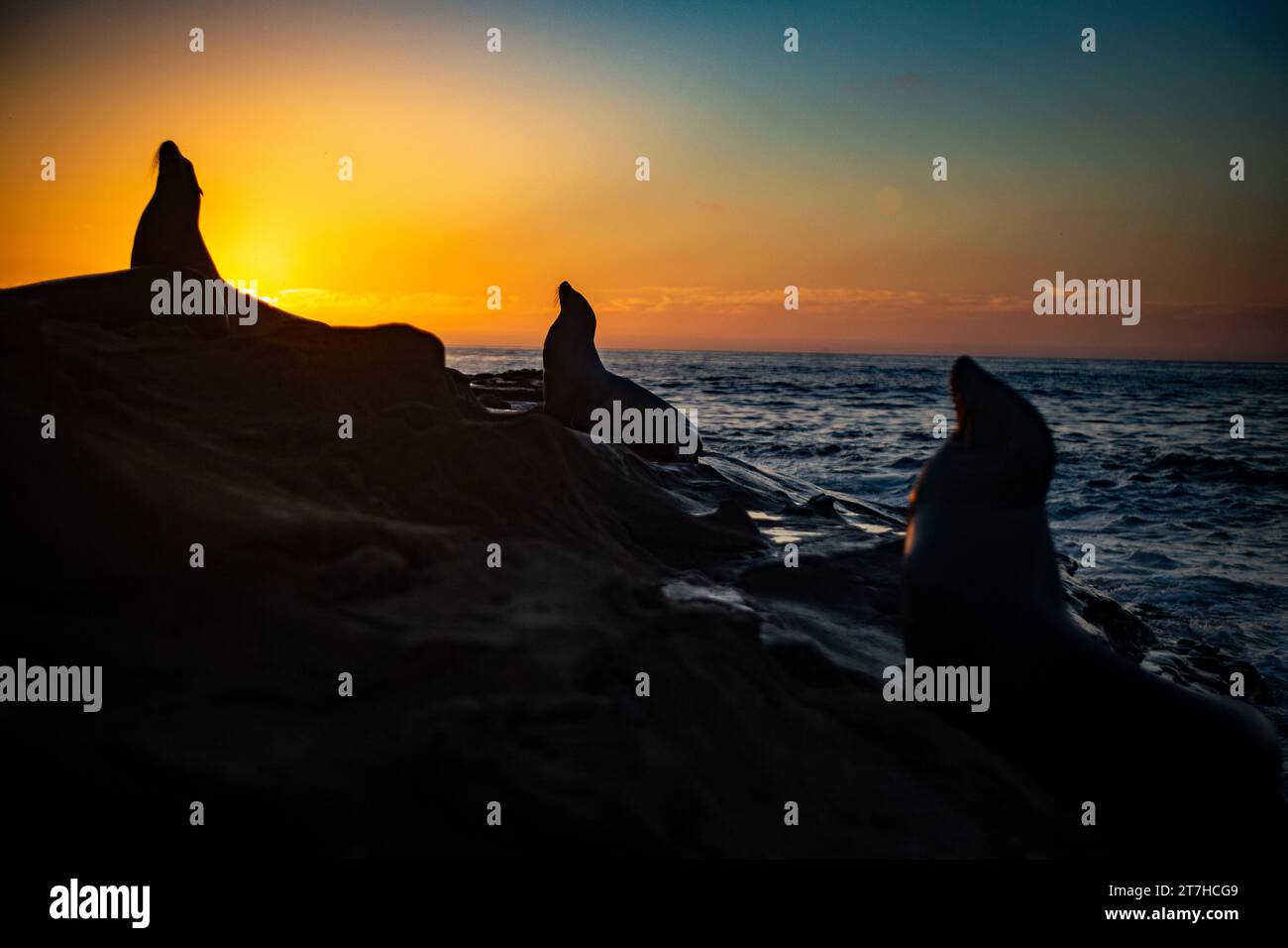 Silhouette of Sea Lions at Dusk looking in the same direction Stock ...