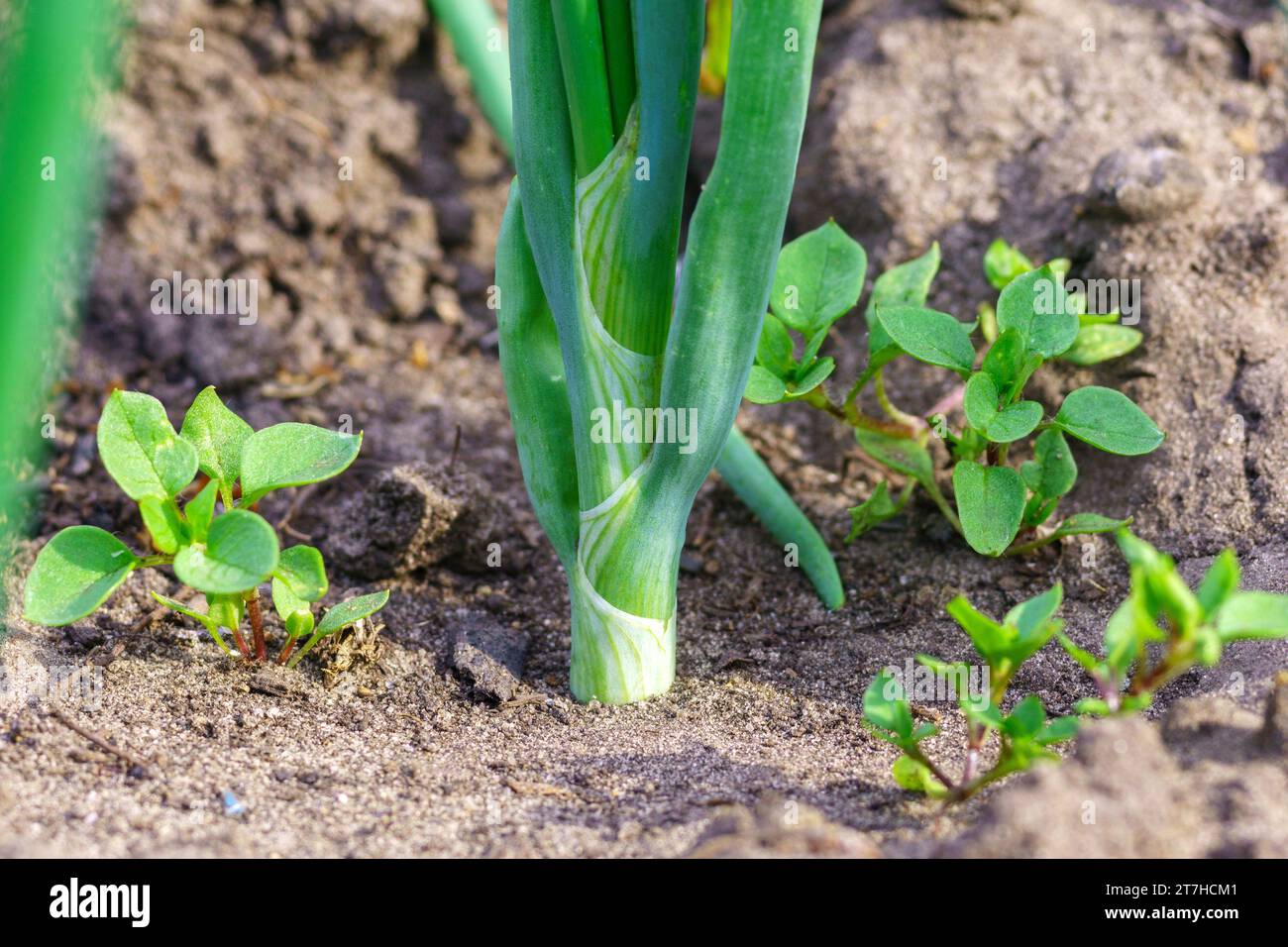 Green onion seedlings planting. Agricultural landscape of the onion ...