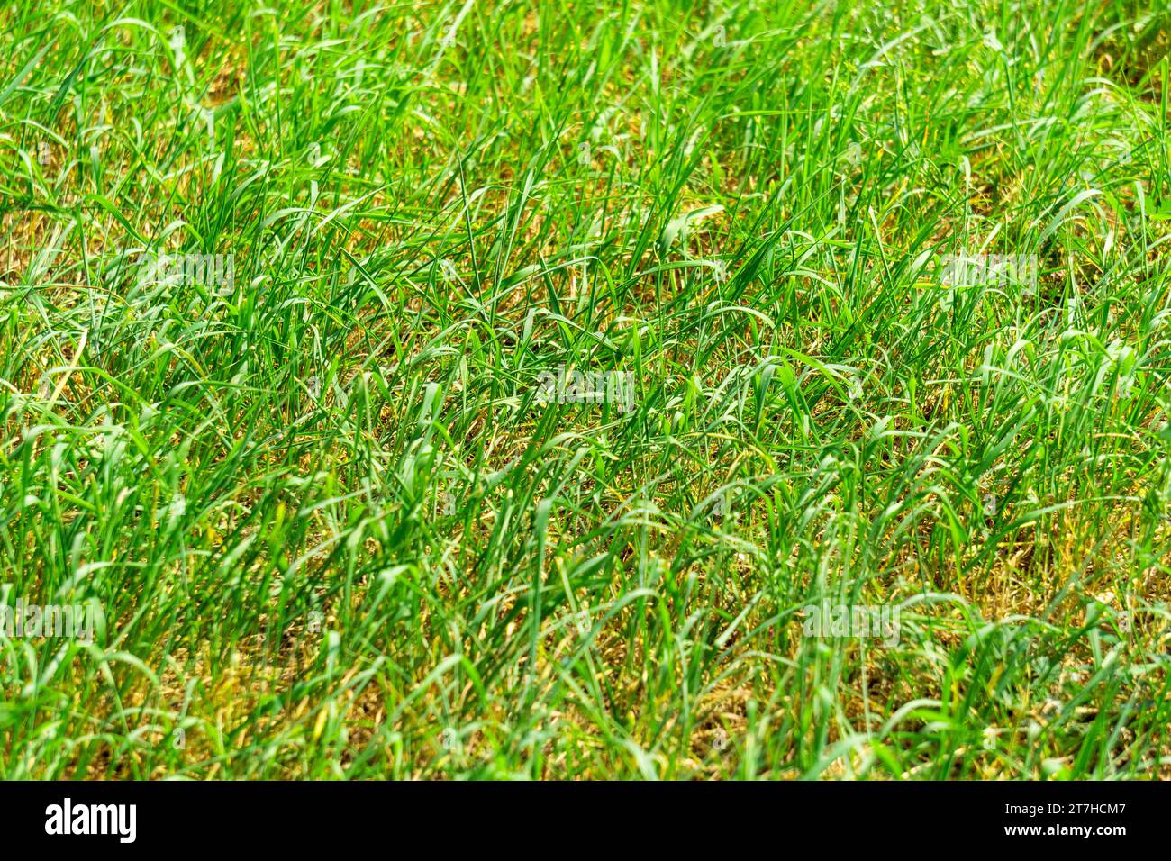 Green grass surface for the background, Top view of grass field Ideal ...