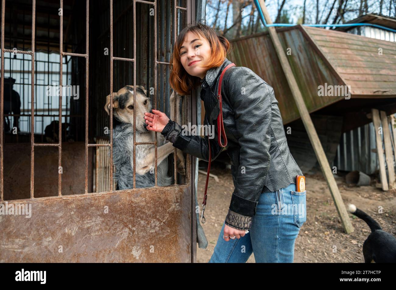 Dog at the shelter. Animal shelter volunteer takes care of dogs. Animal ...