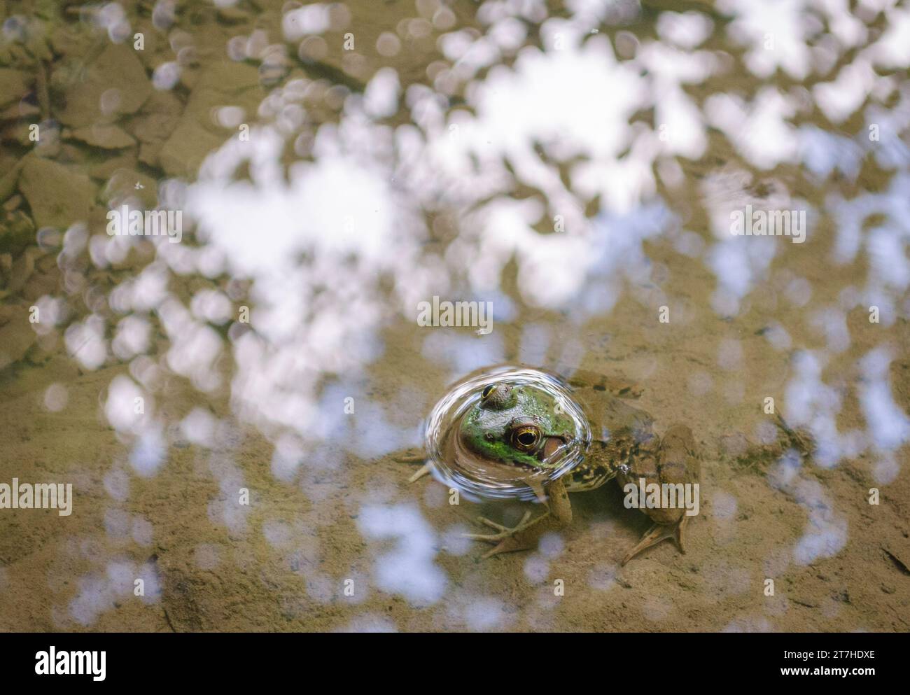 A Cute Frog Relaxing in a Steam in Zoar Valley Stock Photo - Alamy