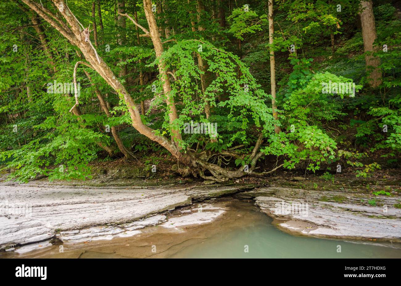 Zoar Valley Multiple Use Area and Nature Preserve in New York State ...